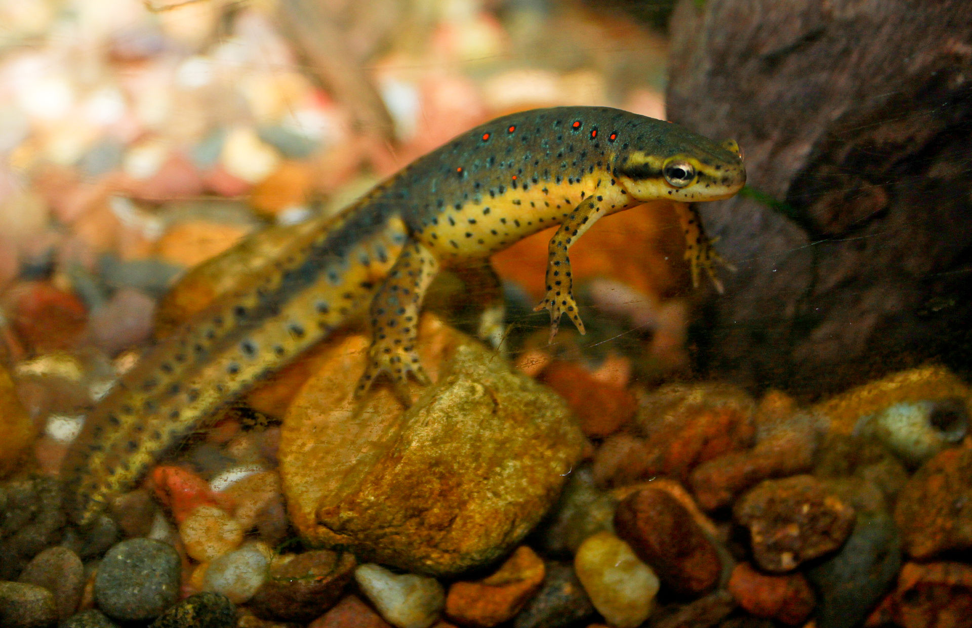 Eastern Newt (Notophthalmus viridescens)