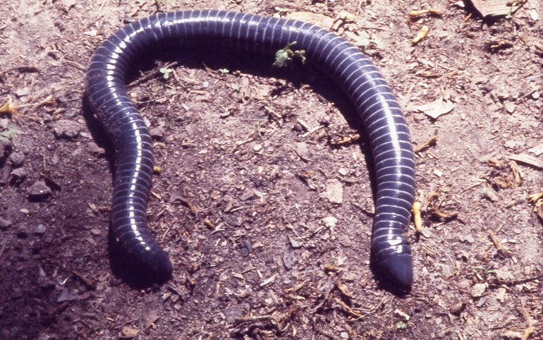 Ringed Caecilian (Siphonops annulatus)
