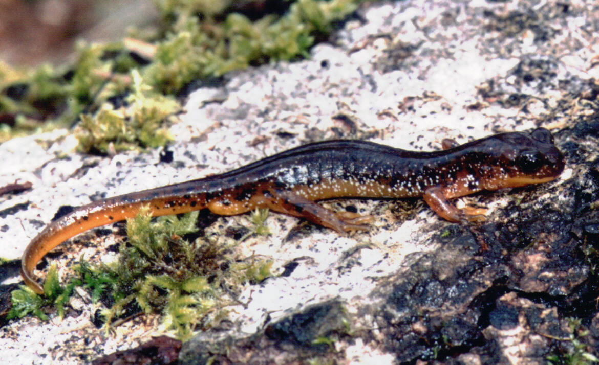 Cascade Torrent Salamander (Rhyacotriton cascadae)