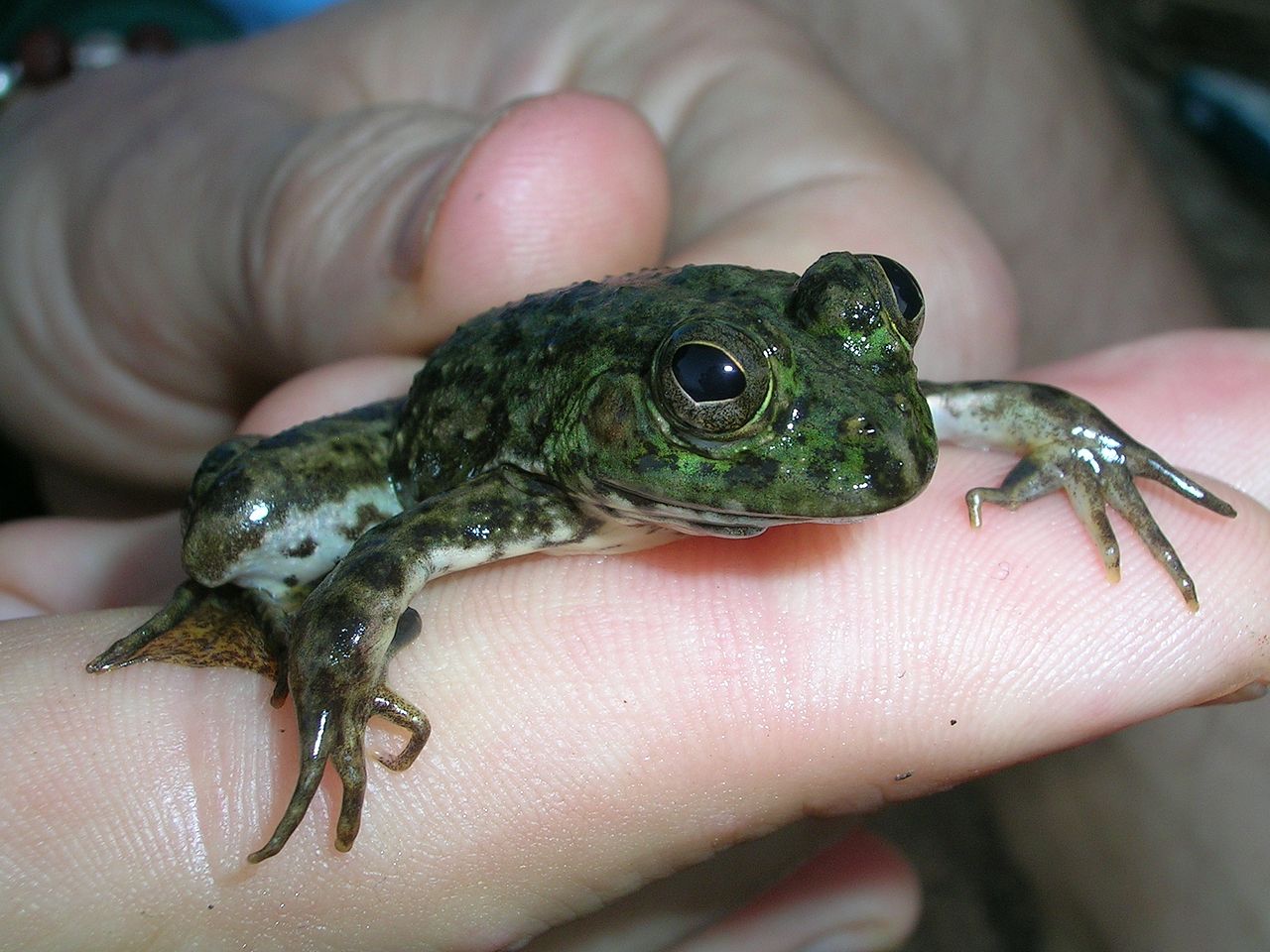 Common Skittering Frog (Euphlyctis cyanophlyctis)