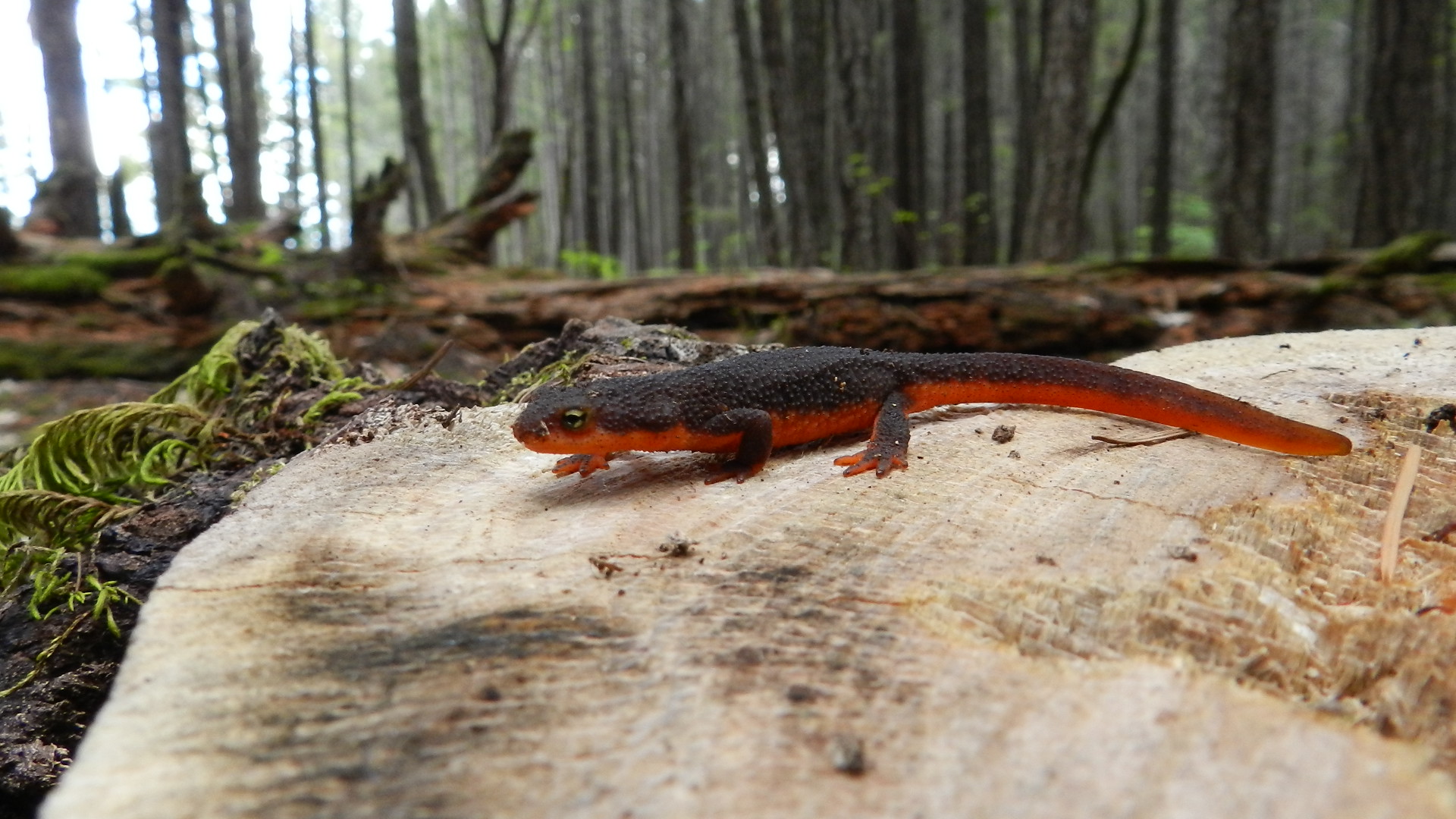 Rough Skinned Newt (Taricha granulosa)