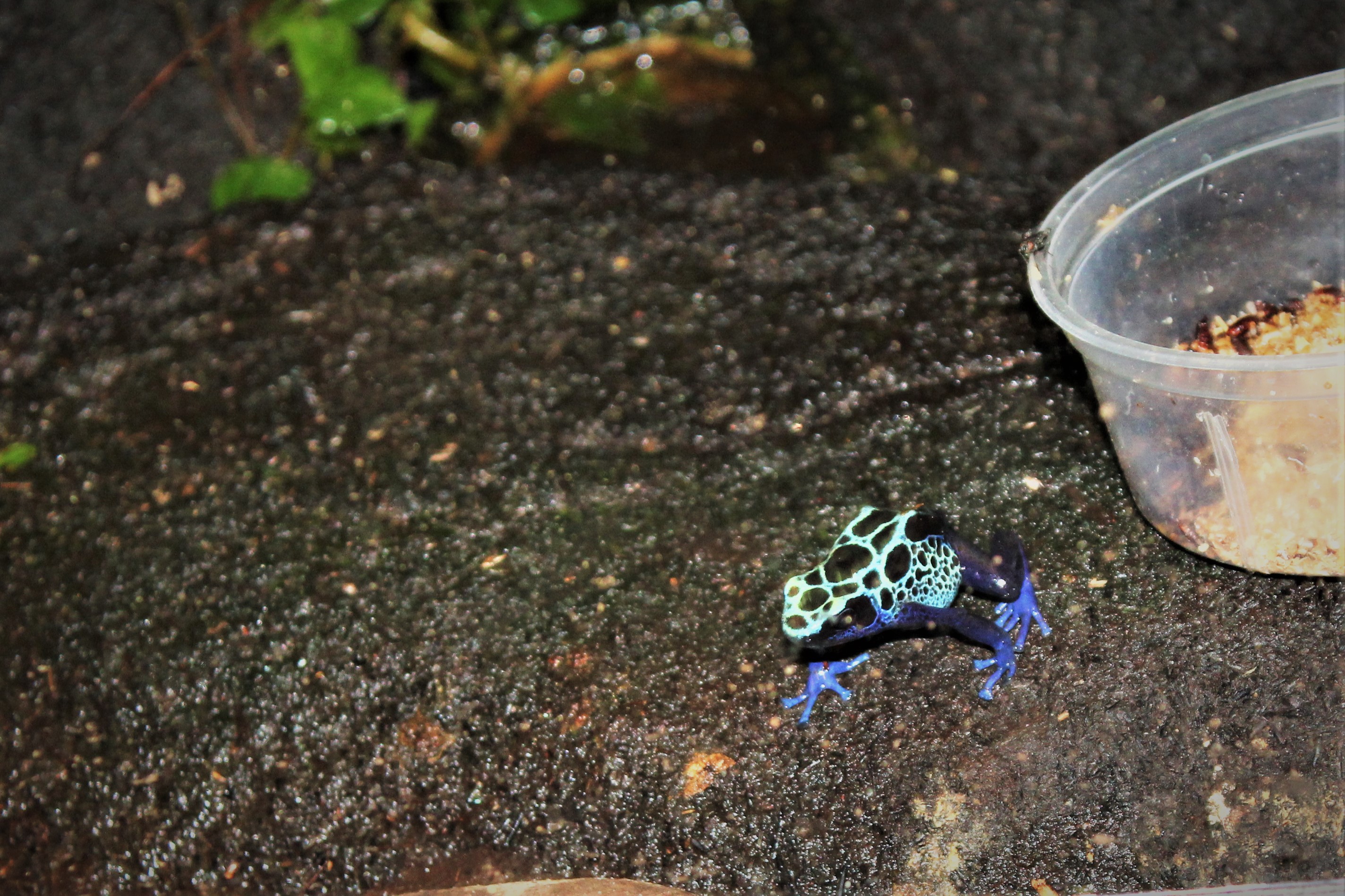 Dyeing Poison Dart Frog (Dendrobates tinctorius)