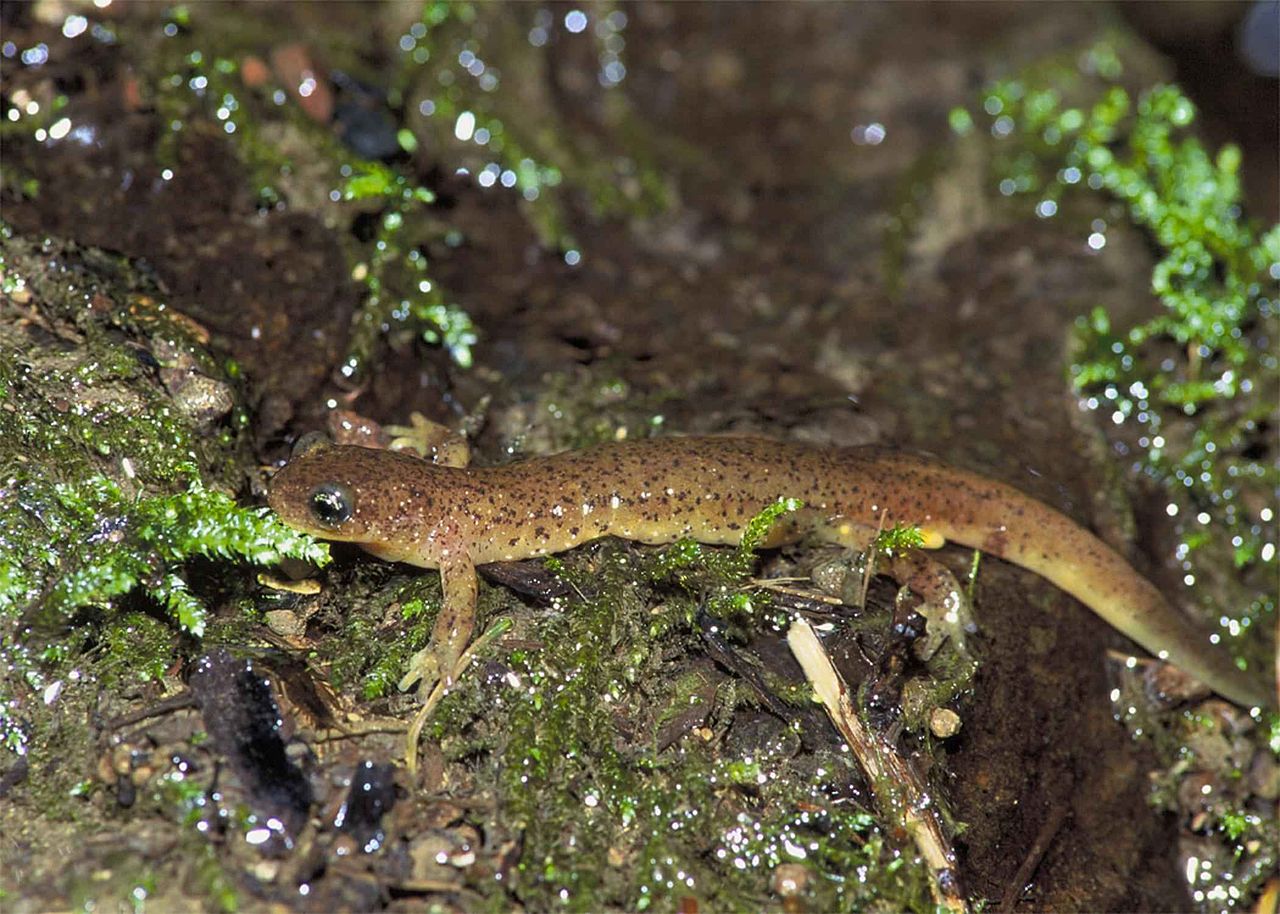 Olympic Torrent Salamander (Rhyacotriton olympicus)
