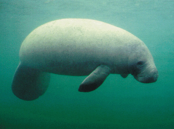 Manatee Awareness Month