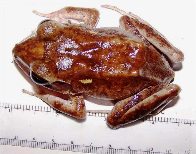 Fiji Ground Frog (Cornufer vitianus)