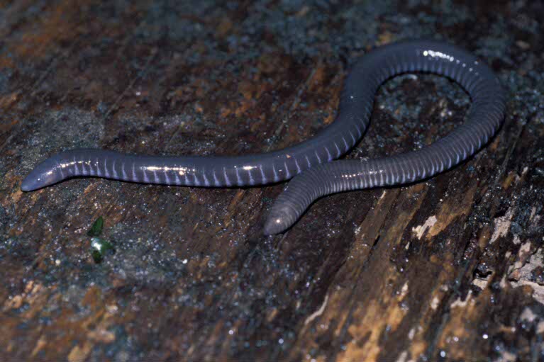 Gaboon Caecilian (Geotrypetes seraphini)