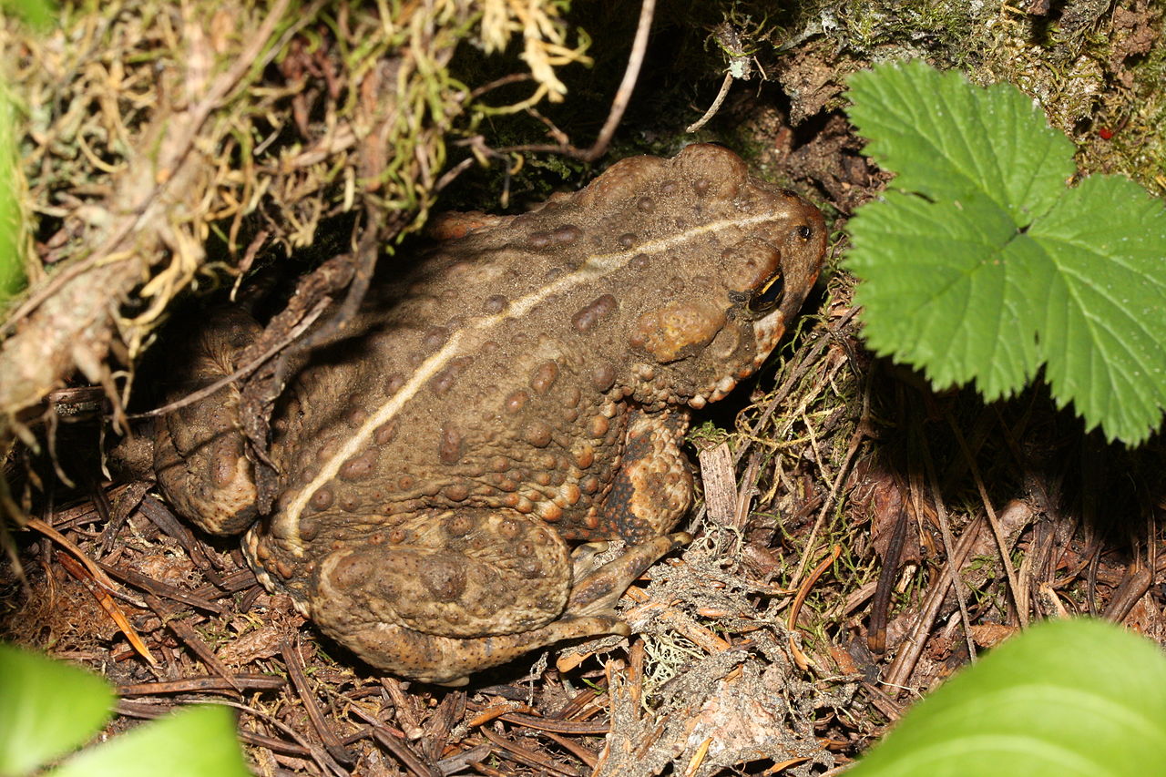 Western Toad (Anaxyrus boreas)