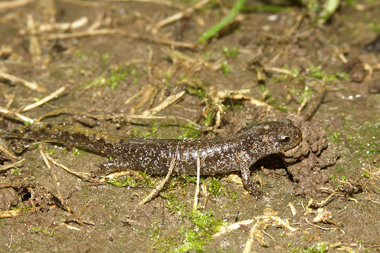 Misty Salamander (Hynobius nebulosus)