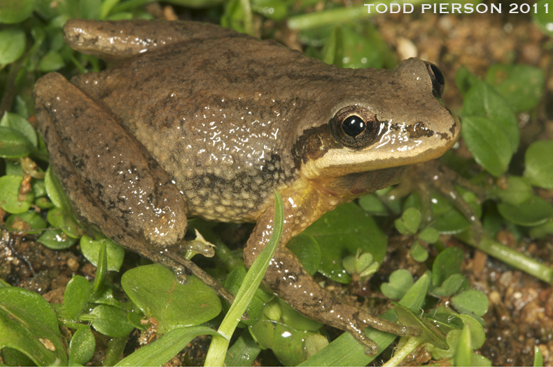 Upland Chorus Frog (Pseudacris feriarum)