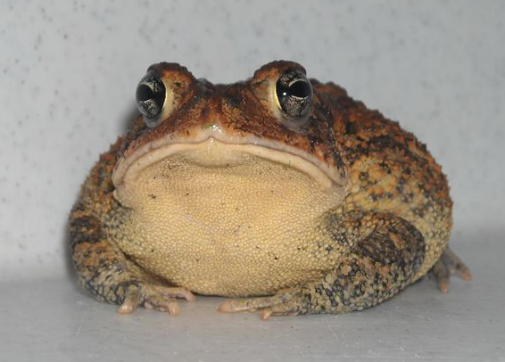 Southern Toad (Anaxyrus terrestris)