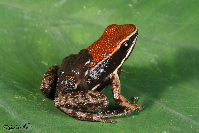 Sanguine Poison Arrow Frog (Allobates zaparo)