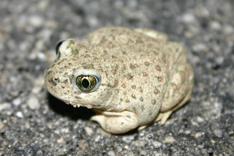 Western Spadefoot Toad (Spea hammondii)