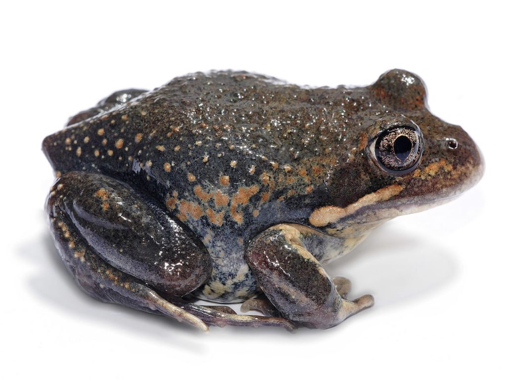 Eastern Banjo Frog (Limnodynastes dumerilii)