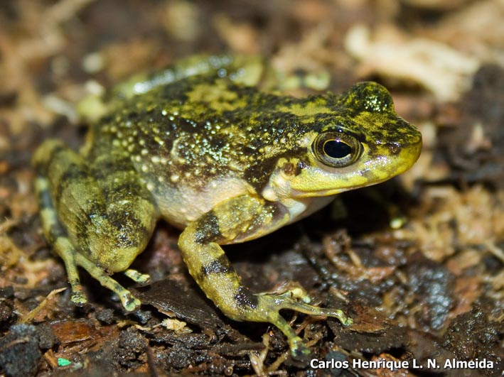 Brazilian Torrent Frog (Hylodes asper)