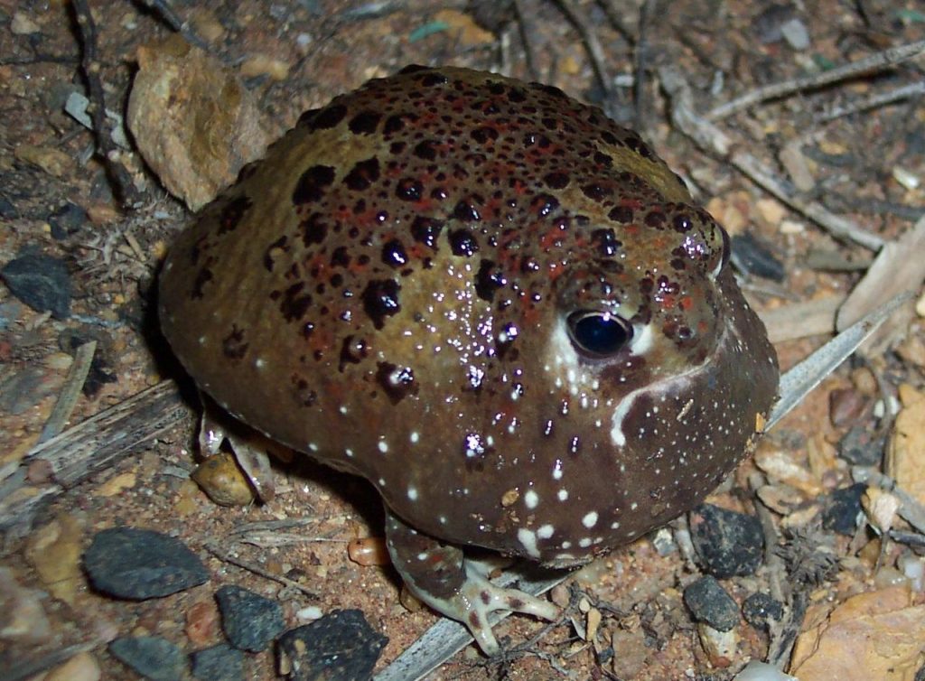 Holy Cross Frog (Notaden bennettii)