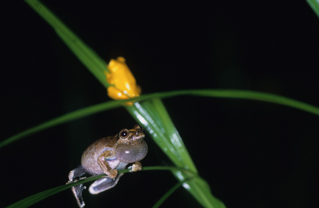Turkeit Hill Frog (Allophryne ruthveni)