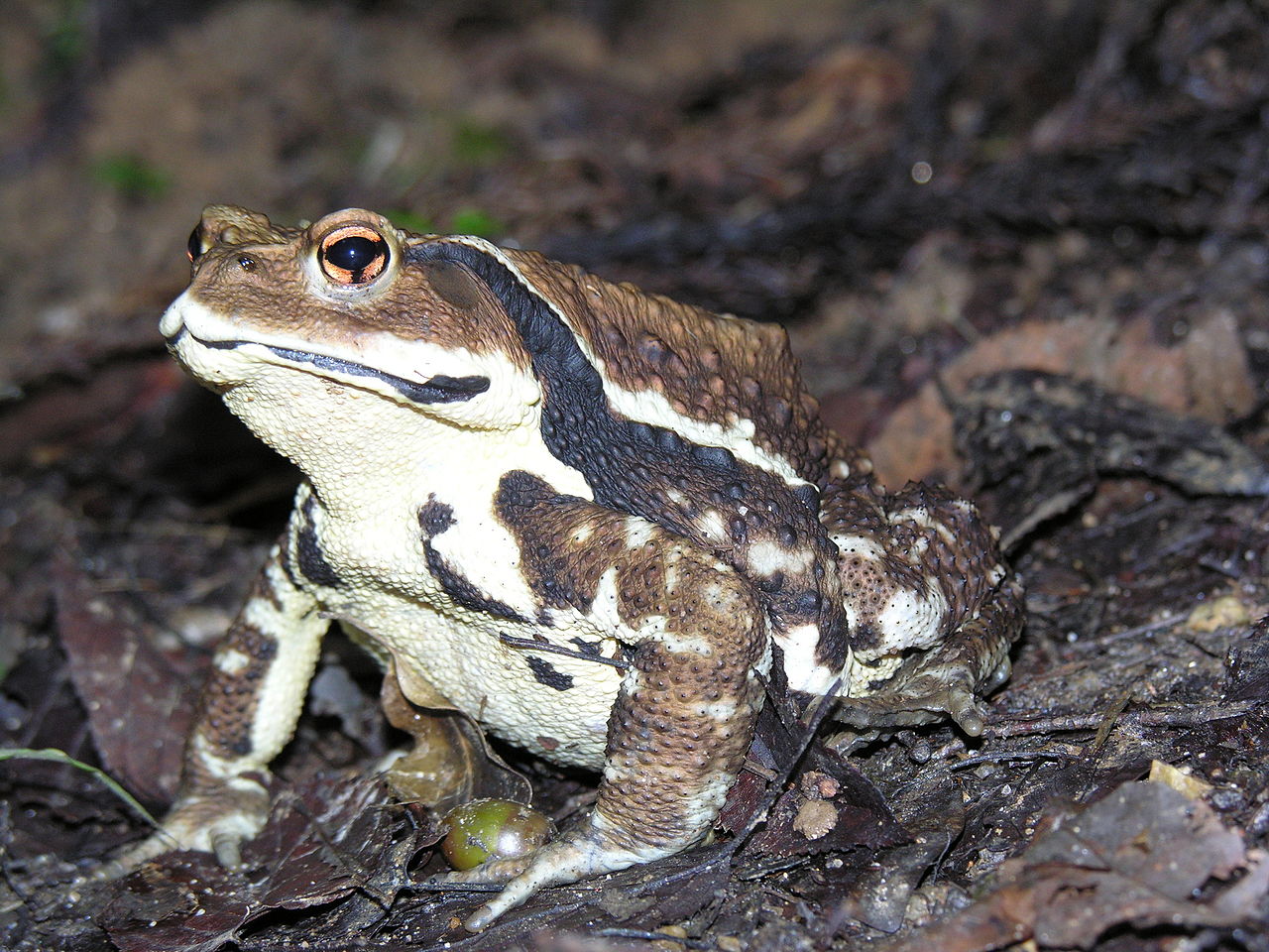 Japanese Common Toad (Bufo japonicus)