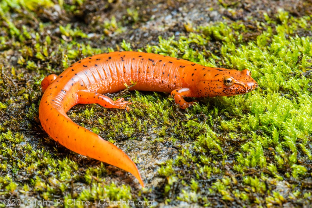Spring Salamander (Gyrinophilus porphyriticus)
