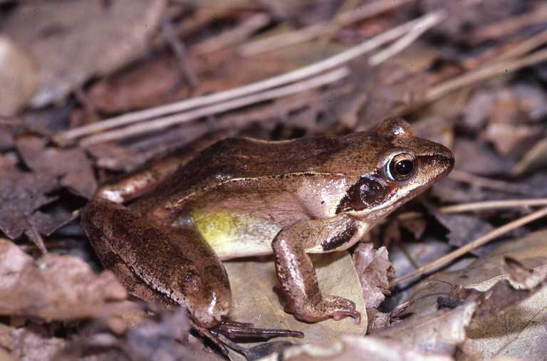 Frogs and Toads of Jersey