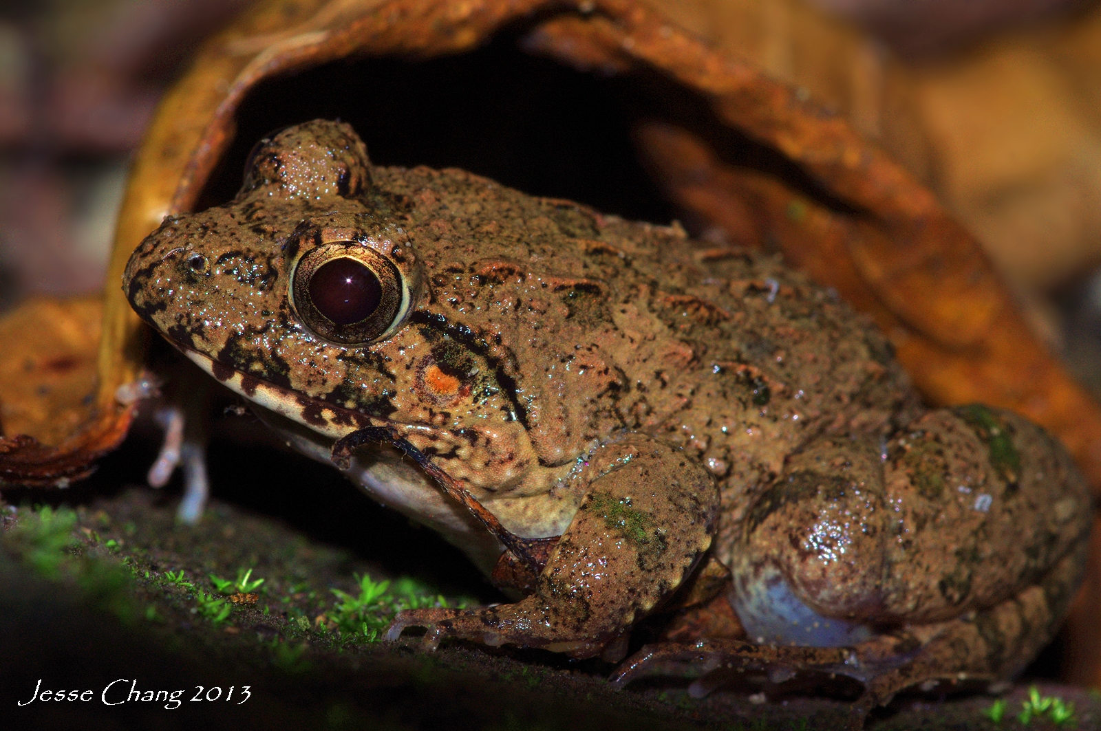 Asian Rugose Nose Frog (Hoplobatrachus rugulosus)