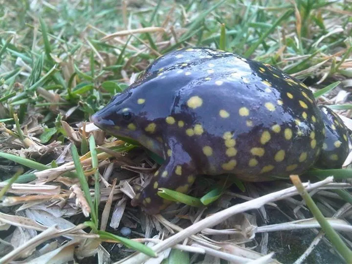 Spotted Snout Burrower (Hemisus guttatus)