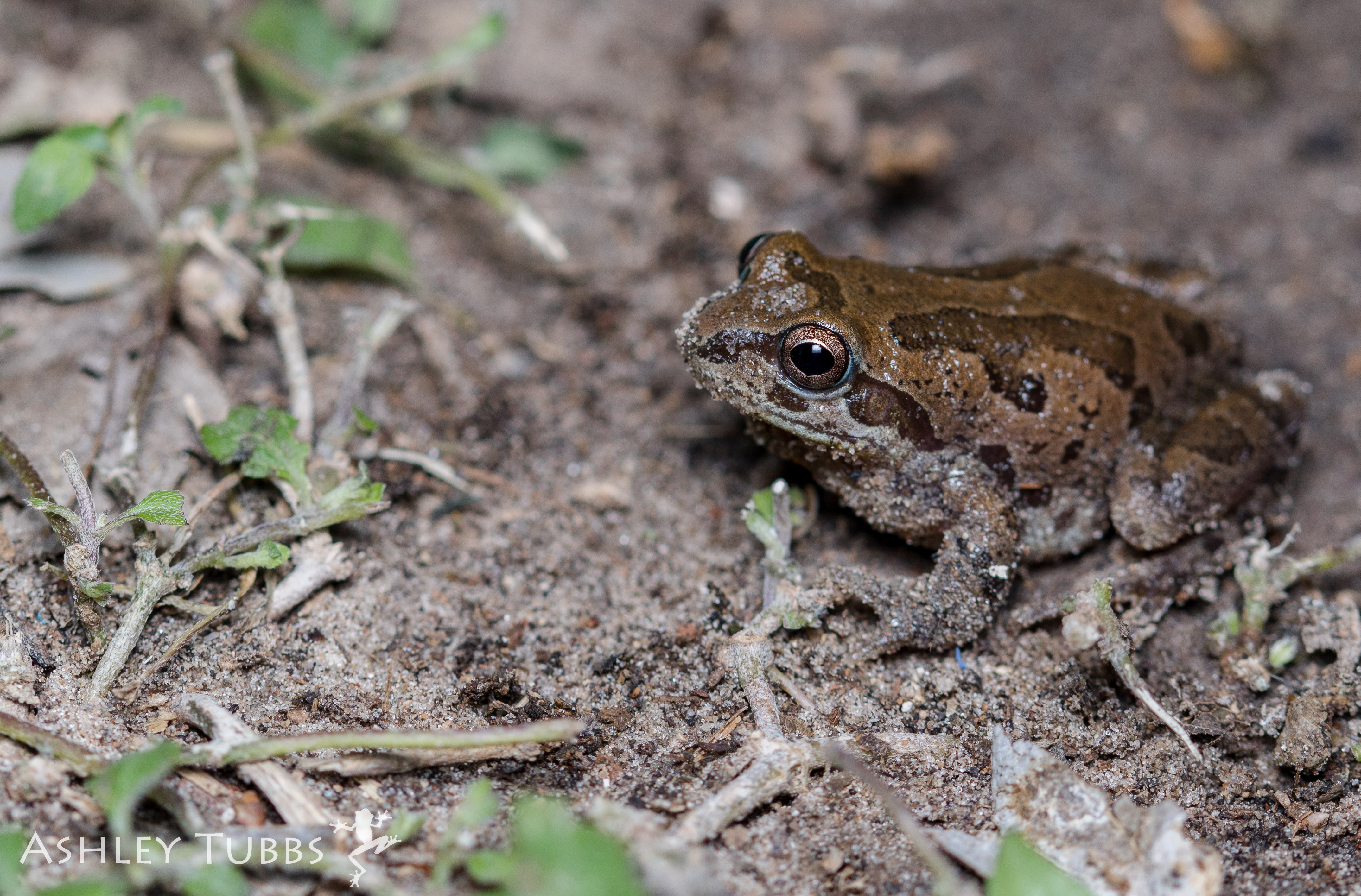 Strecker’s Chorus Frog (Pseudacris streckeri)