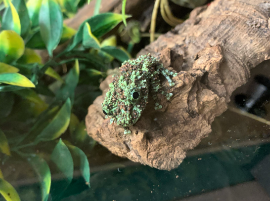 Mini Mossy Frog (Theloderma bicolor)
