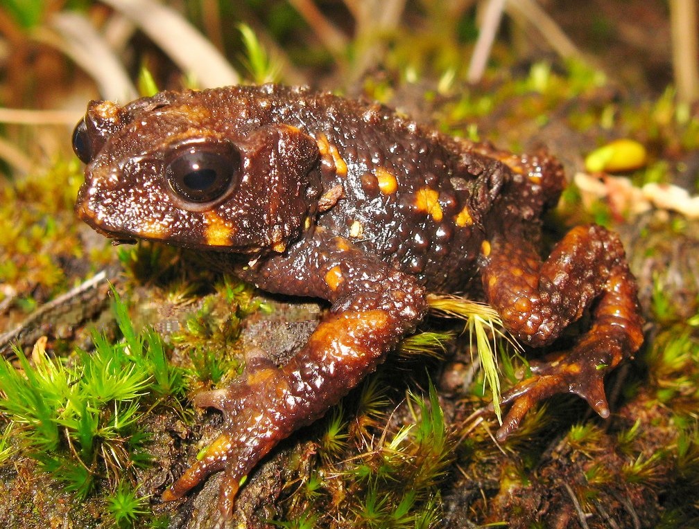 Holdridge’s Toad (Incilius holdridgei)