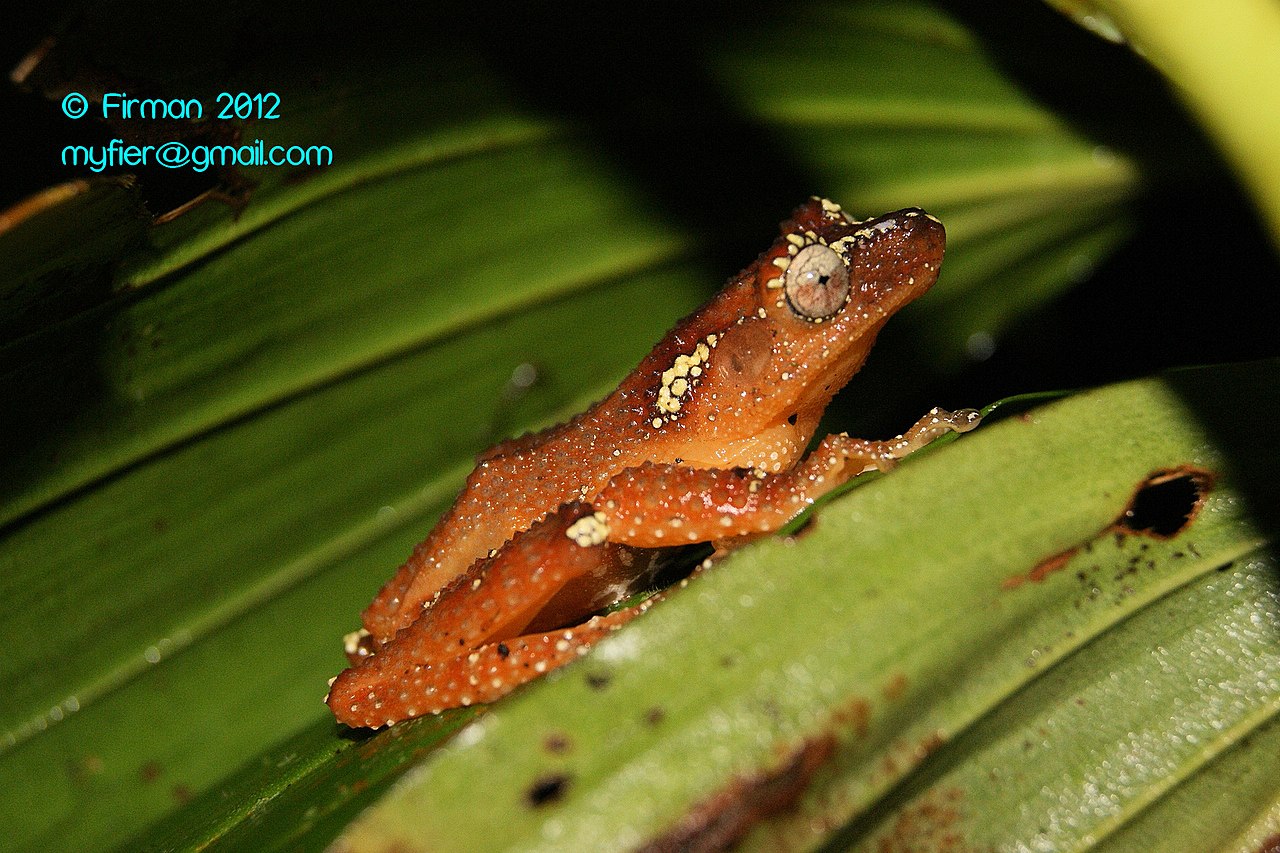 Java Indonesian Tree Frog (Nyctixalus margaritifer)
