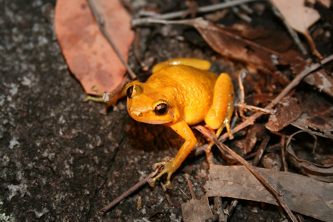 Black Mountain Boulder Frog (Cophixalus saxatilis)