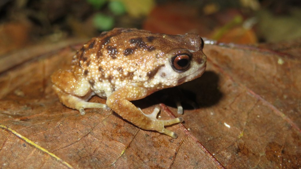 Mazumbai Warty Frog (Callulina kisiwamsitu)