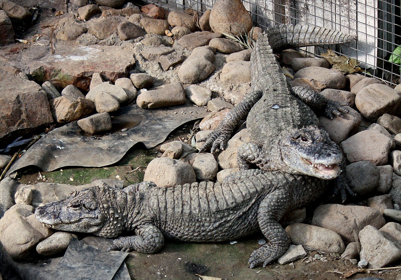 Chinese Alligator (Alligator sinensis)
