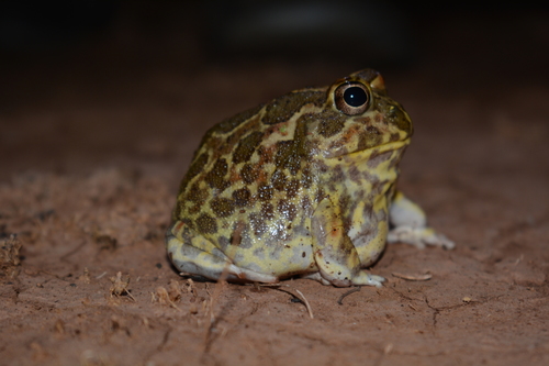 Chaco Horned Frog (Chacophrys pierotti)