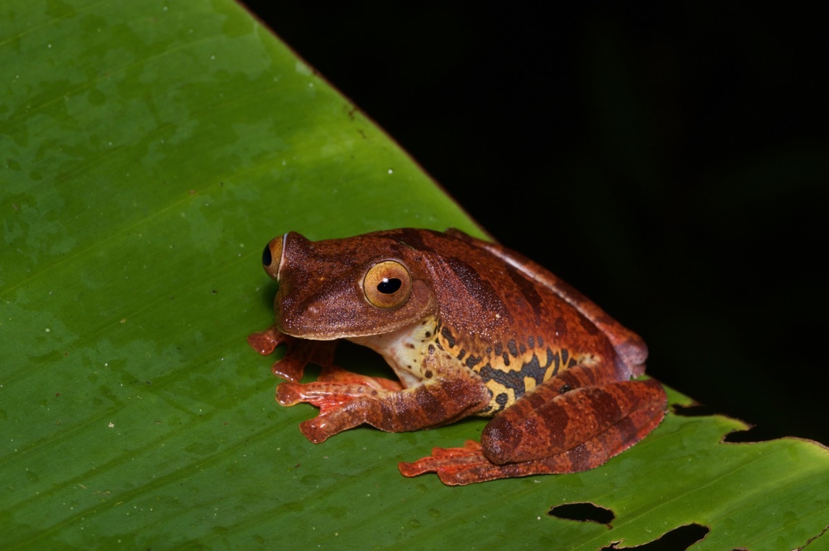 Harlequin Tree Frog (Rhacophorus pardalis)