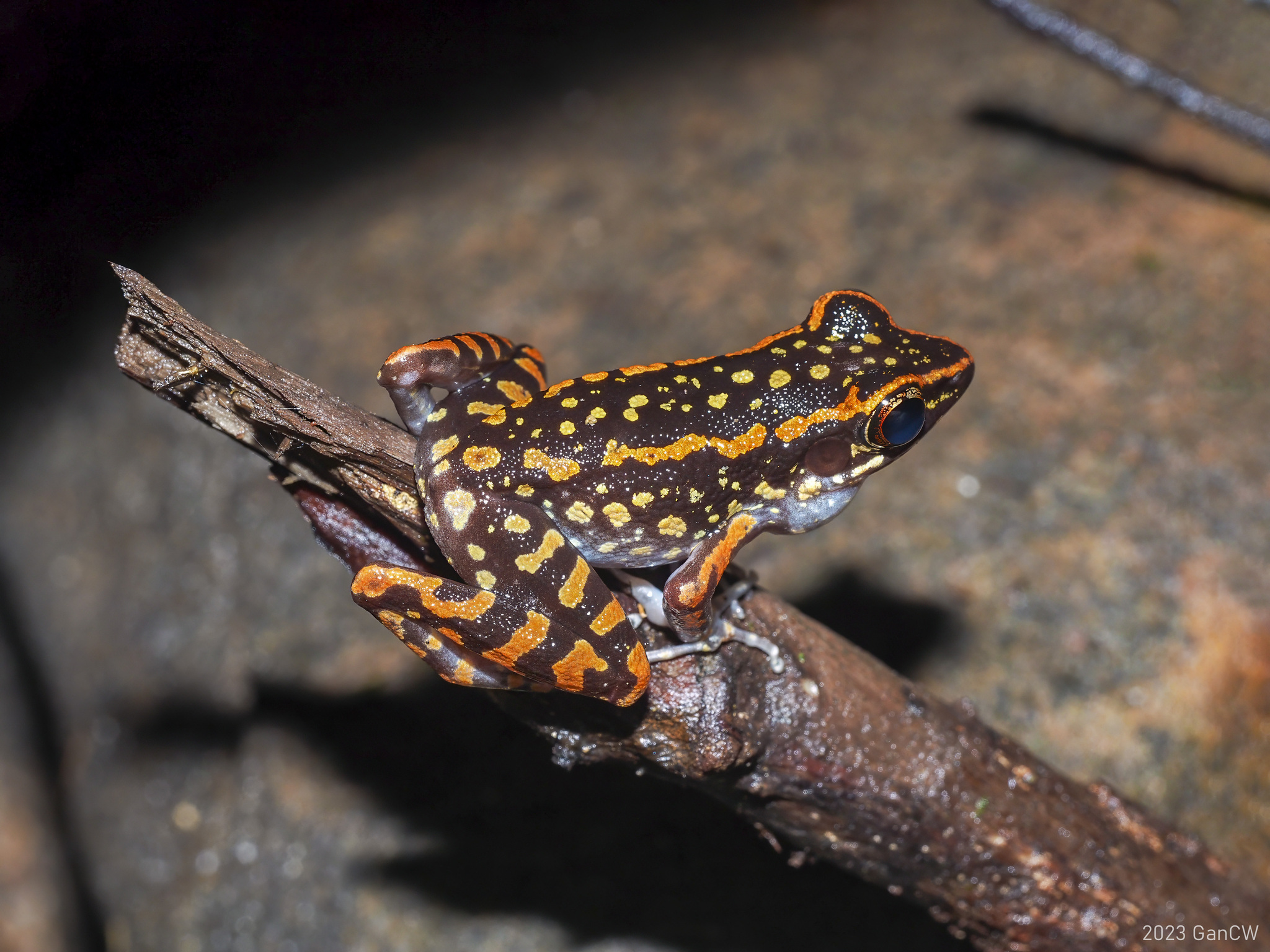 Spotted Stream Frog (Pulchrana picturata)