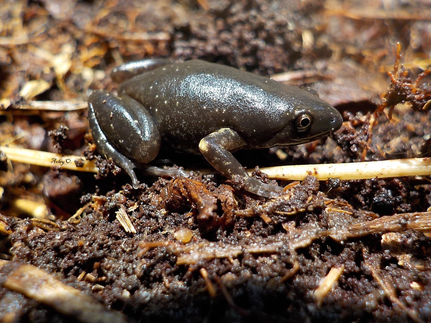 Dotted Humming Frog (Chiasmocleis ventrimaculata)