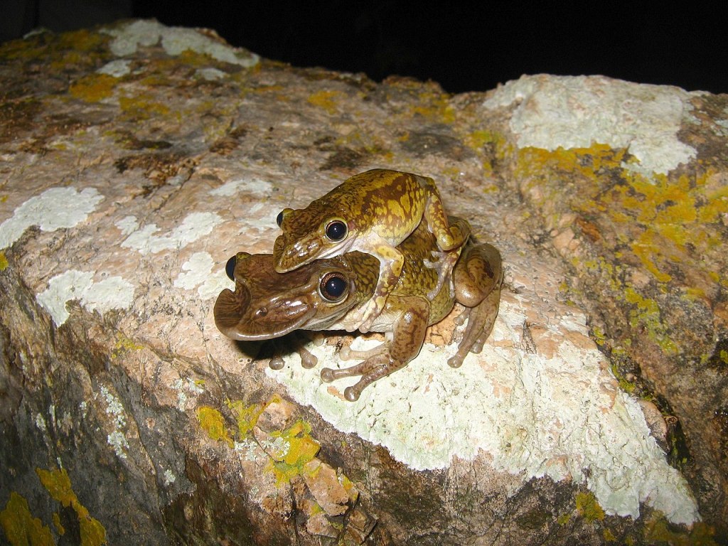 Mexican Shovel headed Frog (Triprion spatulatus)
