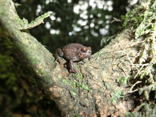 Kindoroko Warty Frog (Callulina laphami)