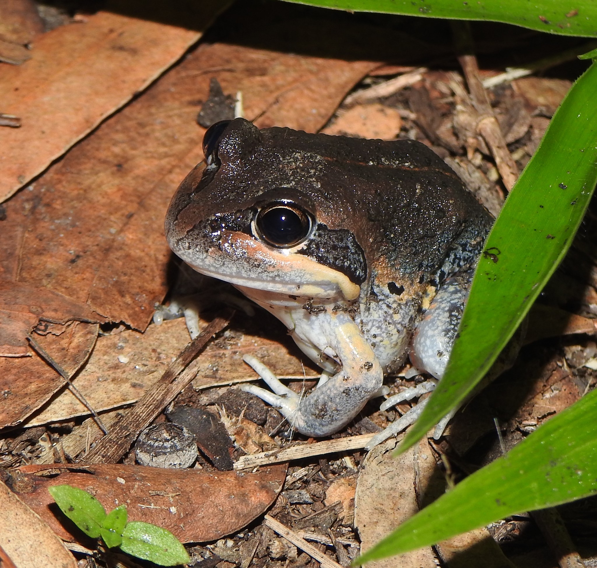 Northern Banjo Frog (Limnodynastes terraereginae)
