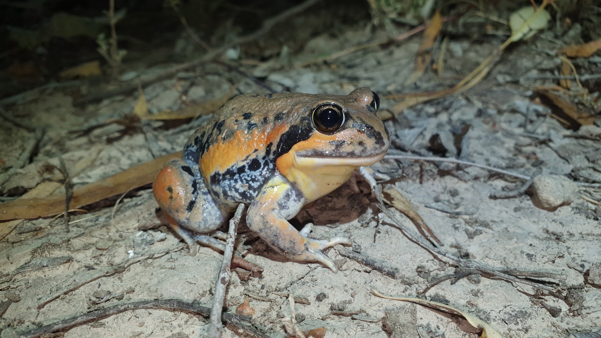 Giant Banjo Frog (Limnodynastes interioris)