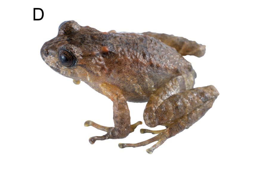 Molleturo Robber Frog (Pristimantis ruidus)