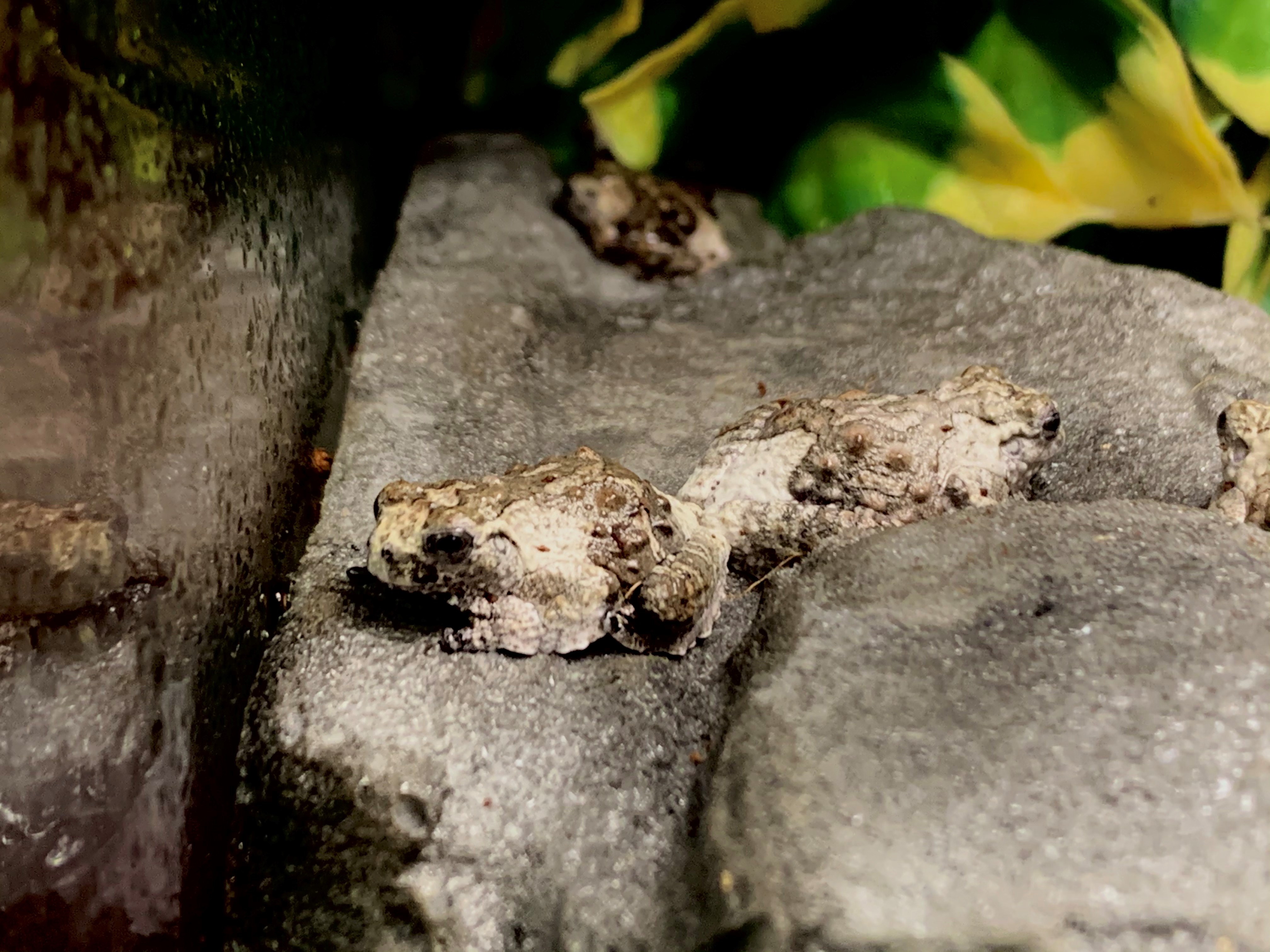 South American Bird Poop Frog (Dendropsophus marmoratus)