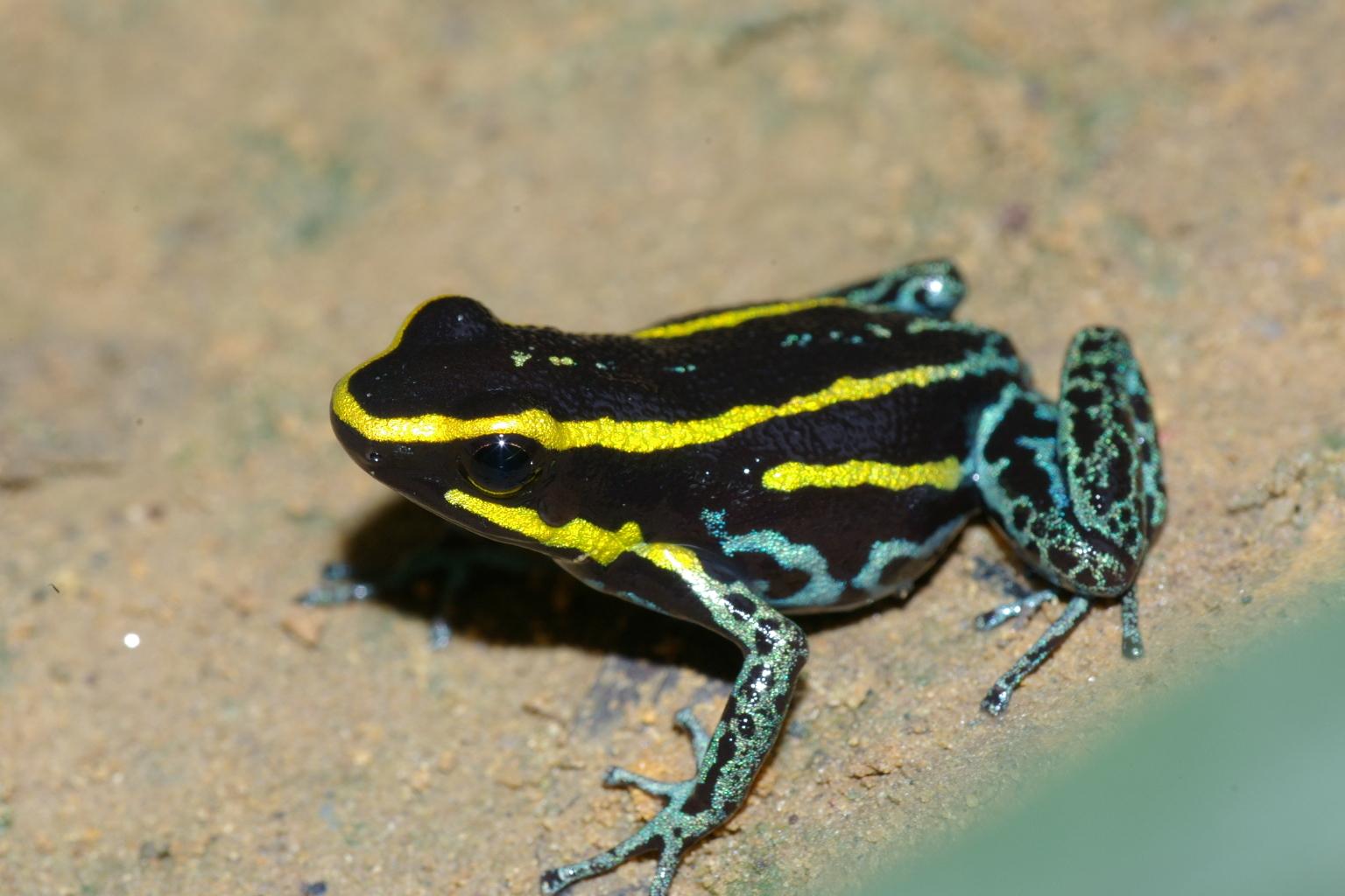 Sky Blue Poison Dart Frog (Hyloxalus azureiventris)