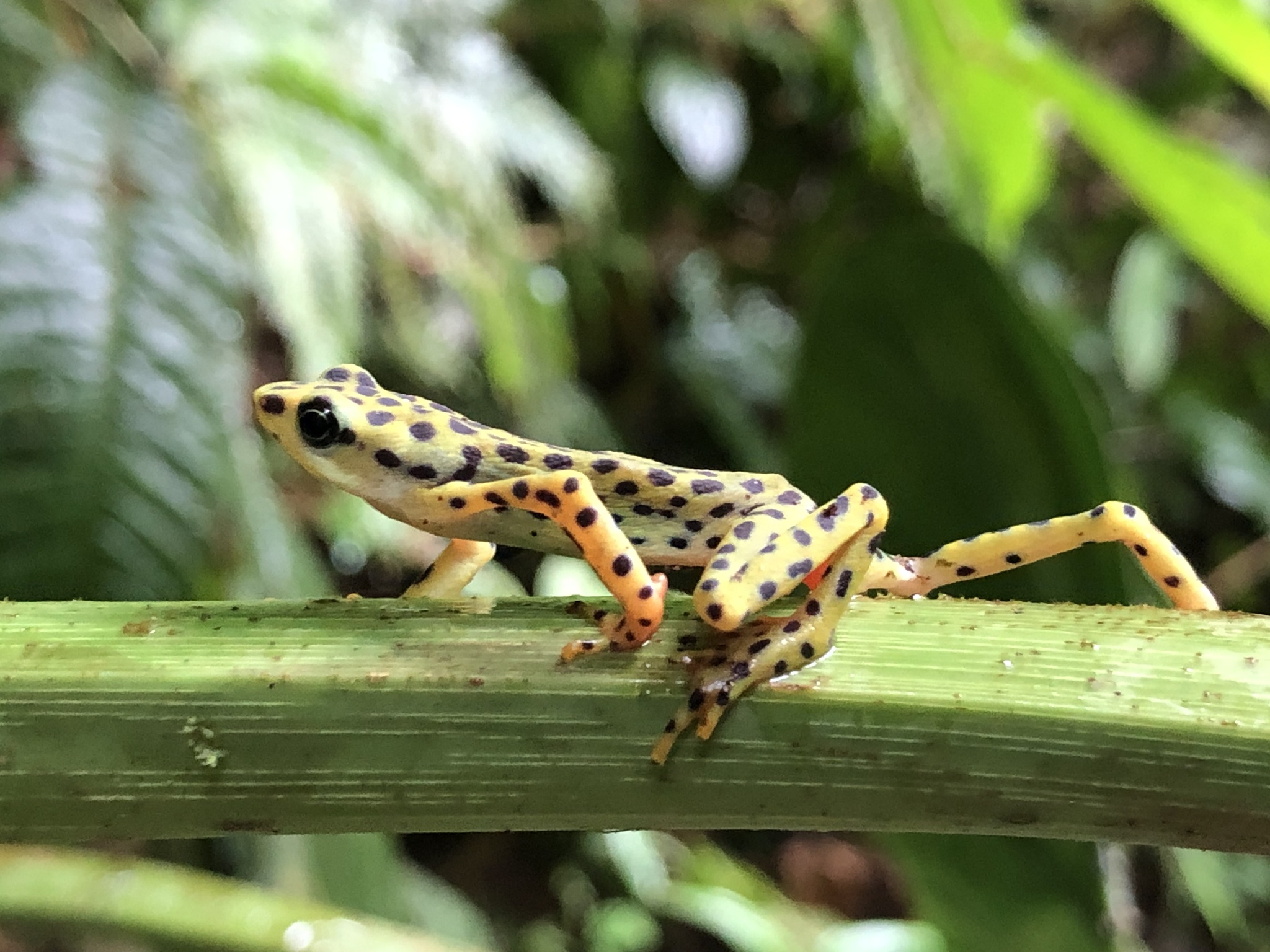 Rio Pescado Stubfoot Toad (Atelopus balios)