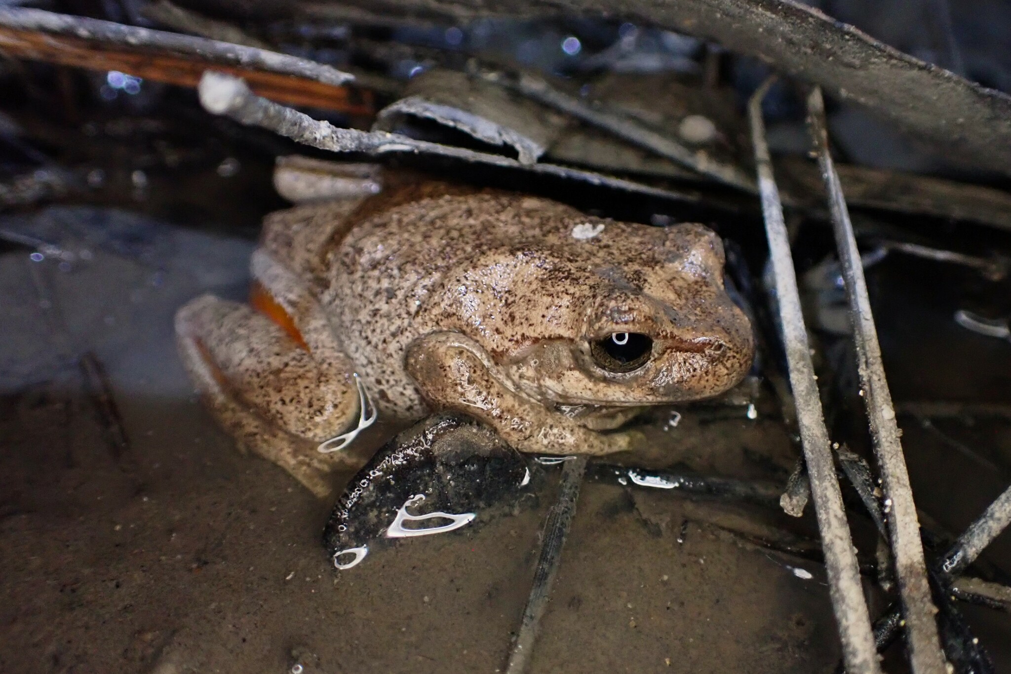 LittleJohn’s Tree Frog (Litoria littlejohni)