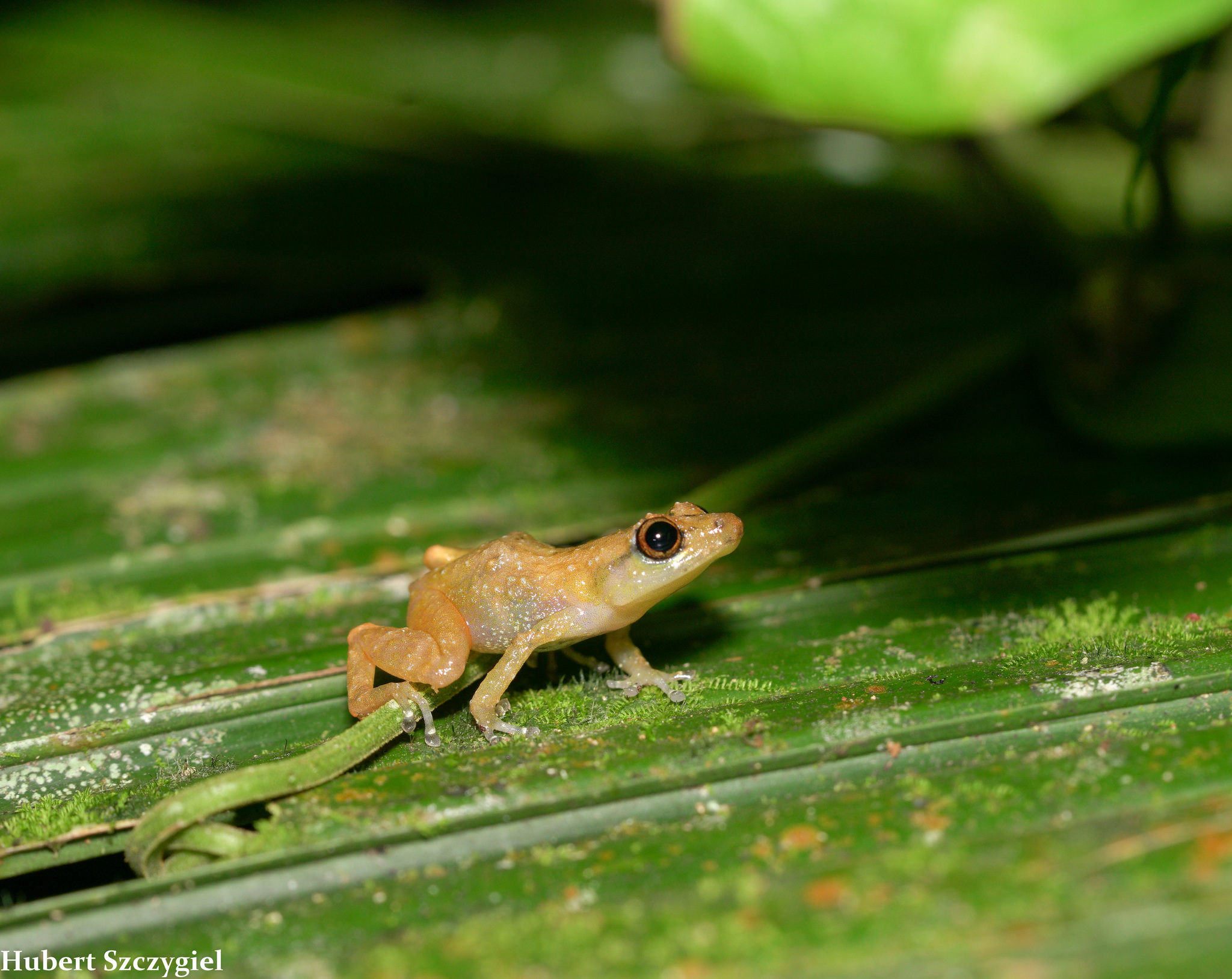 Common Dink Frog (Diasporus diastema)
