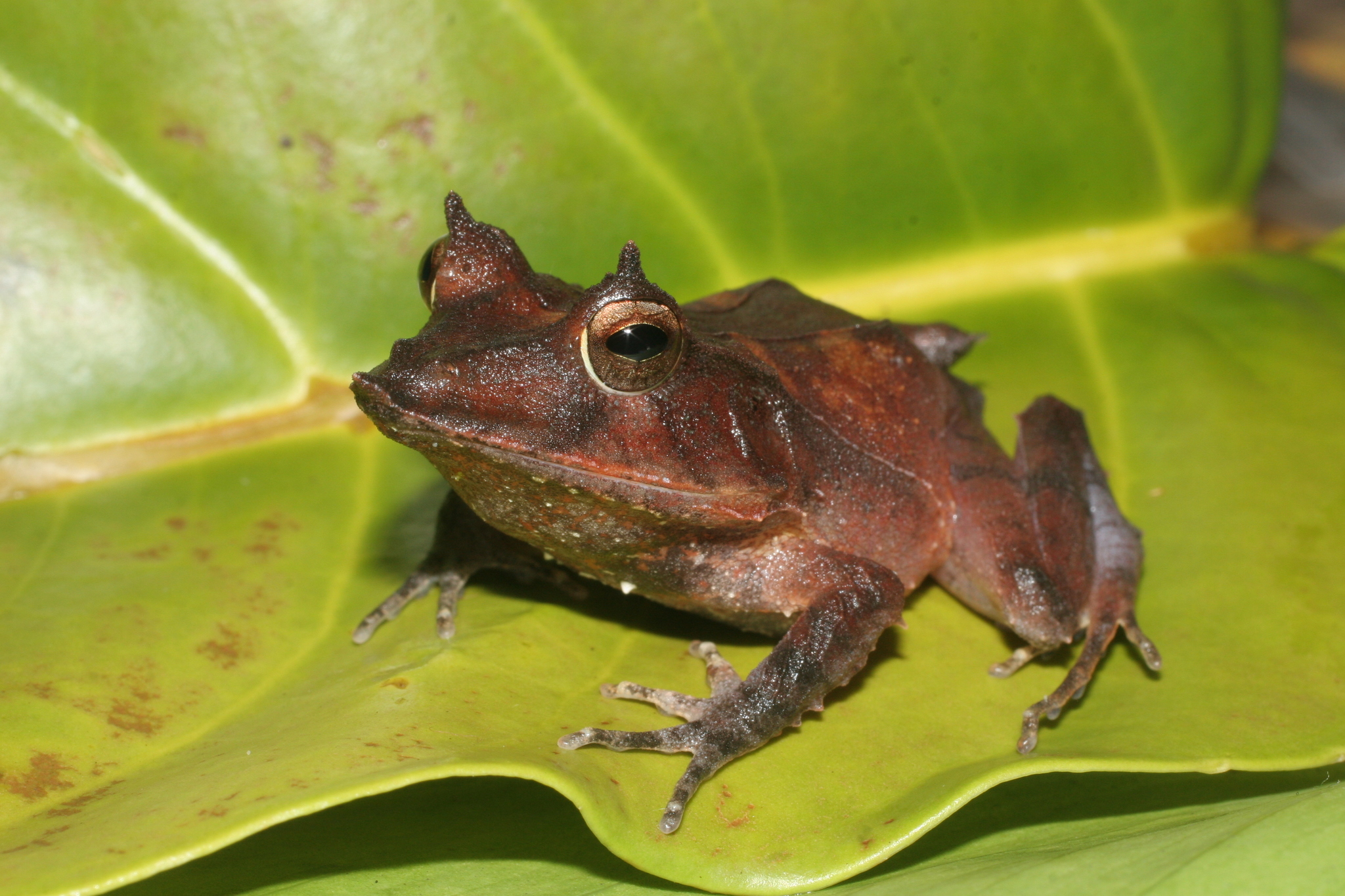 Solomon Islands Leaf Frog (Cornufer guentheri)