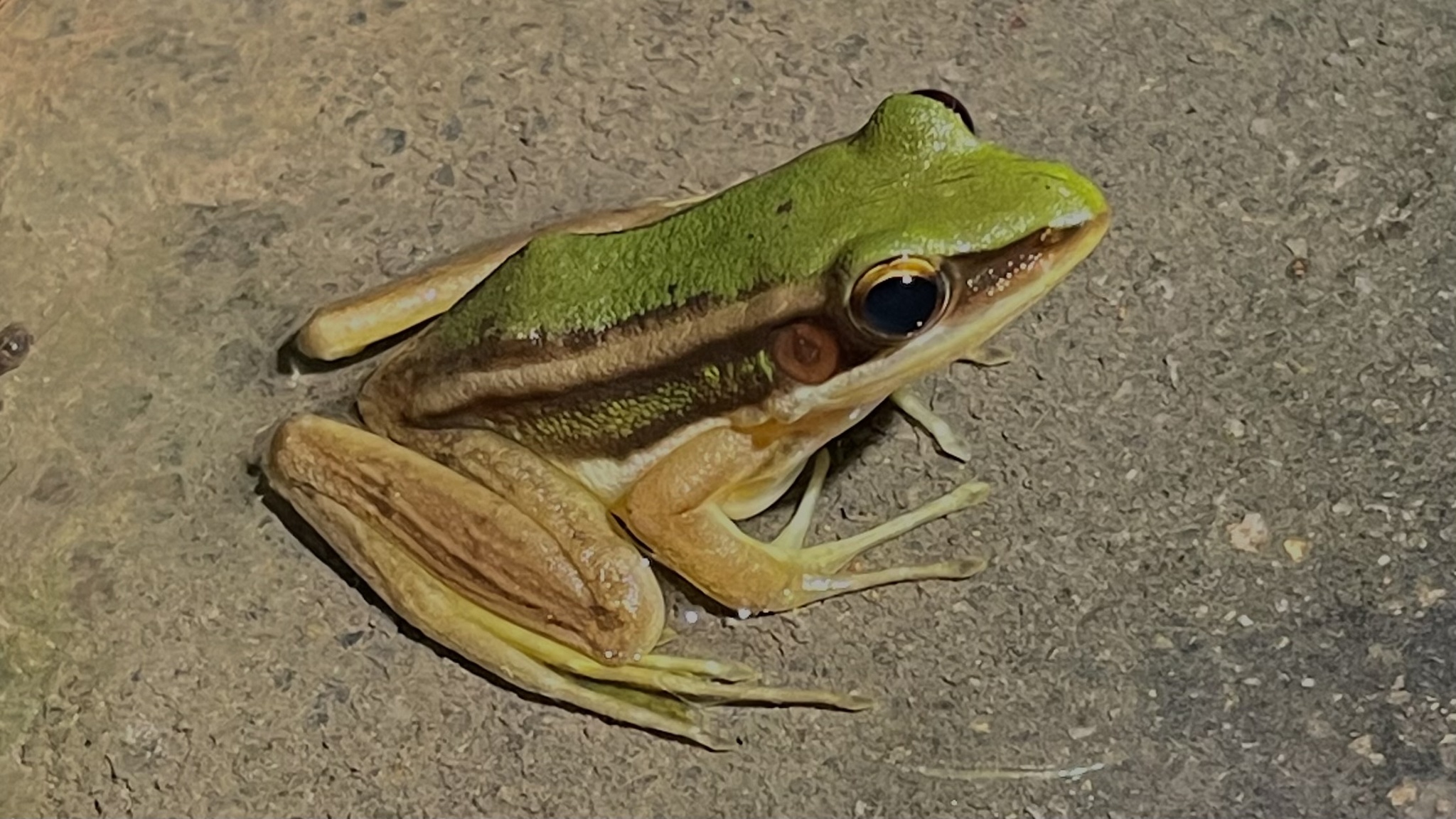 Green Paddy Frog (Hylarana erythraea)