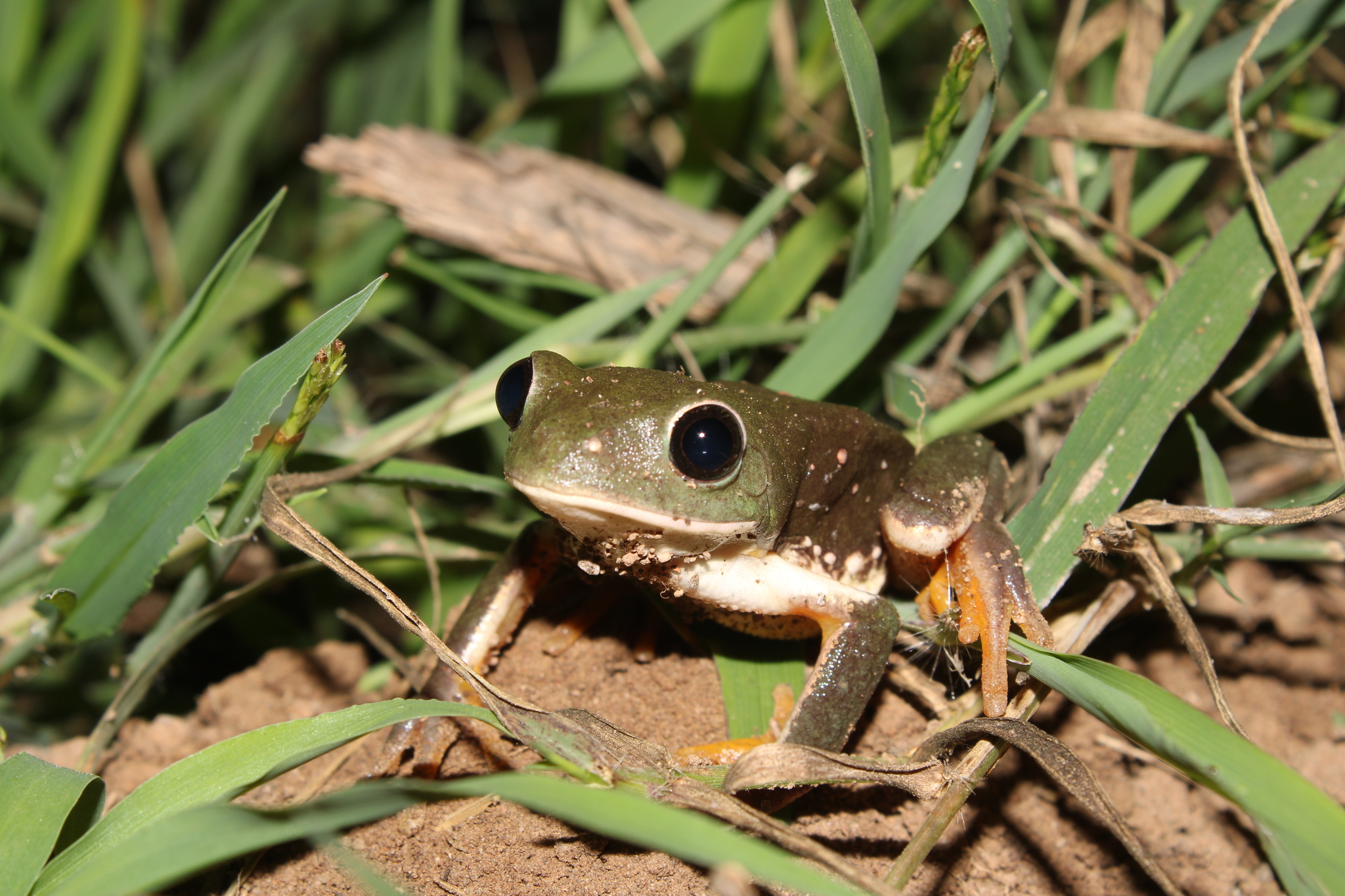 Mexican Giant Tree Frog (Agalychnis dacnicolor)