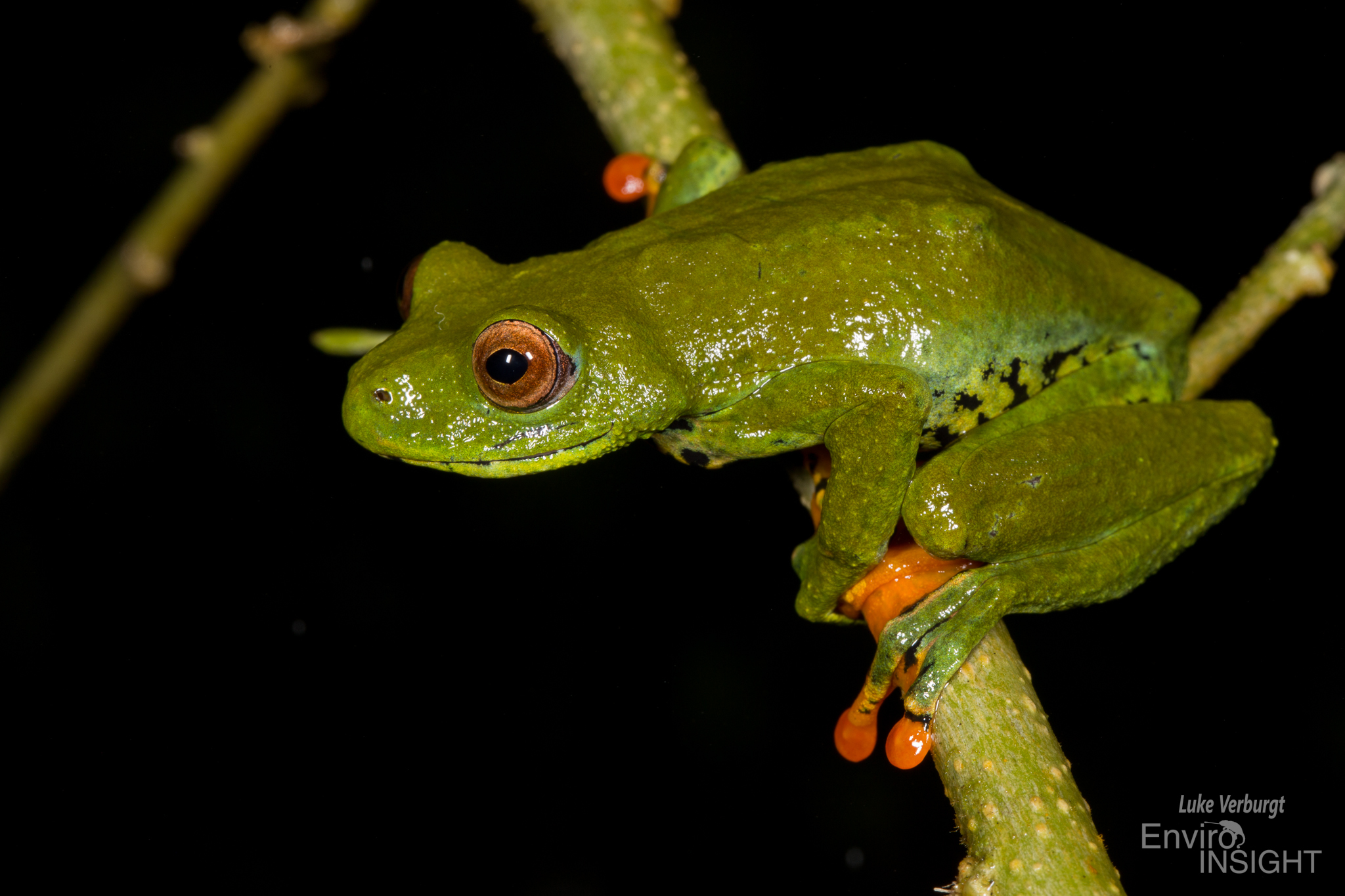 Sao Tome Giant Reed Frog (Hyperolius thomensis)